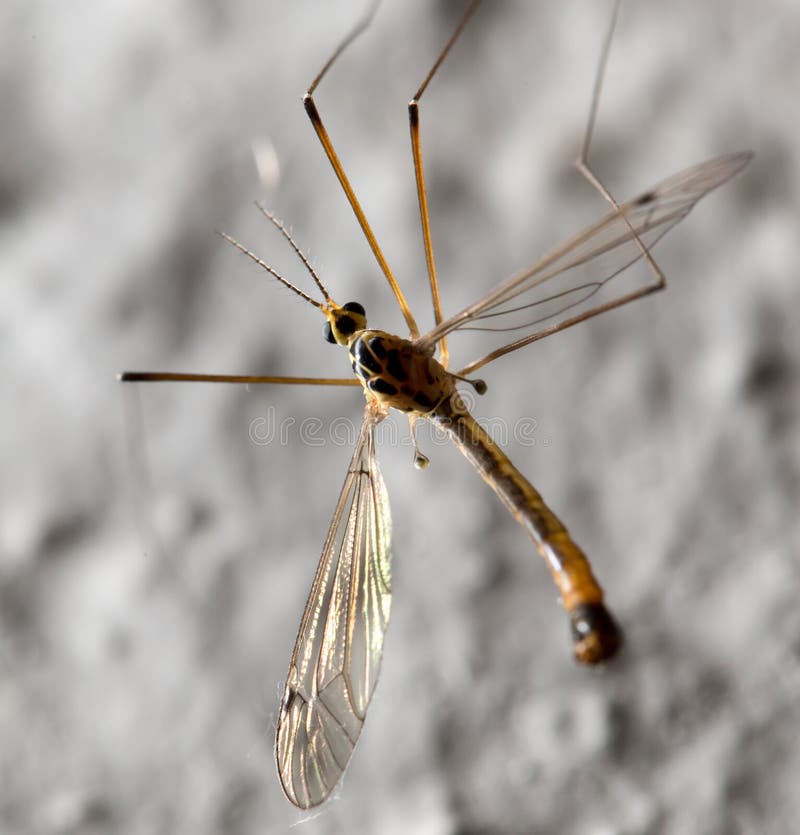 Large mosquito. macro stock image. Image of long, leaf - 104469239