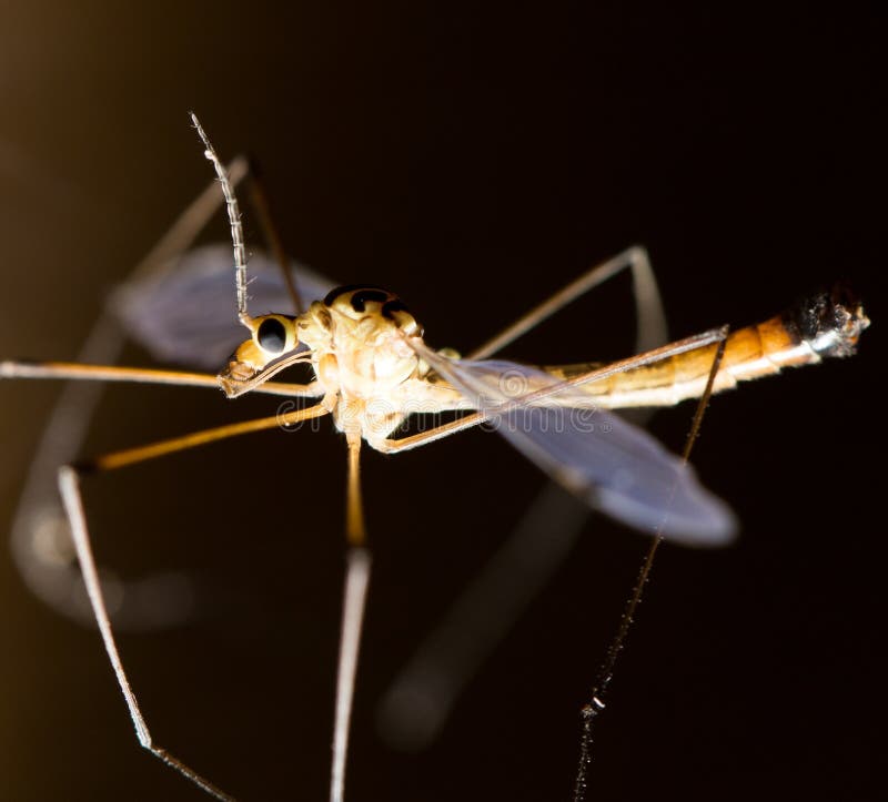 Large mosquito. macro stock photo. Image of plants, area - 100523140