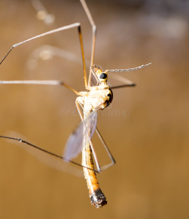 Large Mosquito is Made of Metal Parts. Stock Photo - Image of wings ...