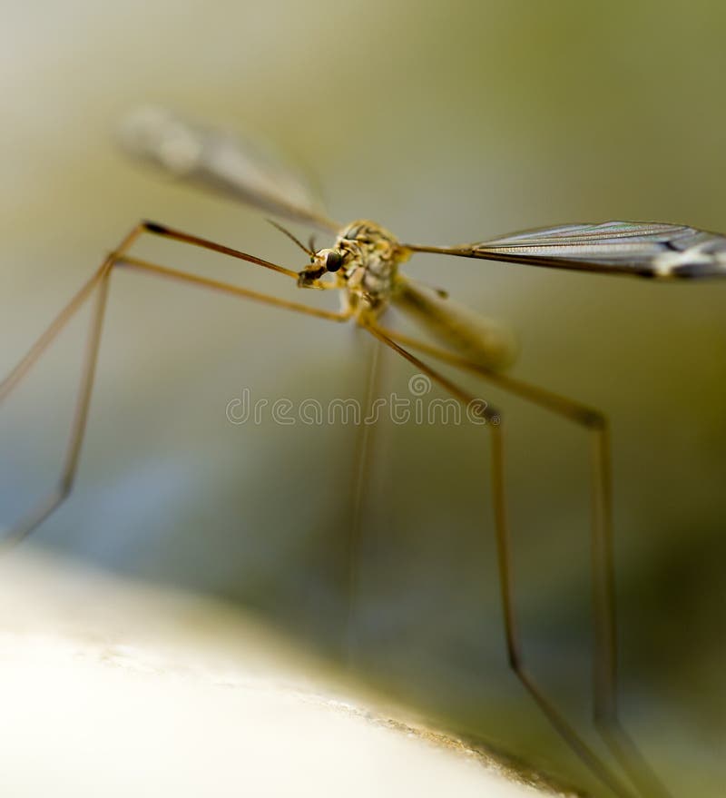 A Large Mosquito by the River in the Nature Stock Photo - Image of ...