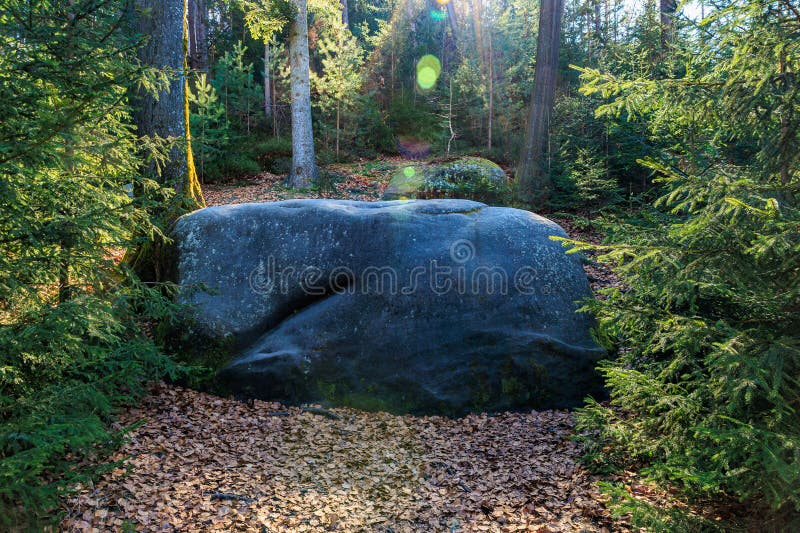 Large Moss-covered Boulder in Sunlit Forest Clearing with Surrounding ...