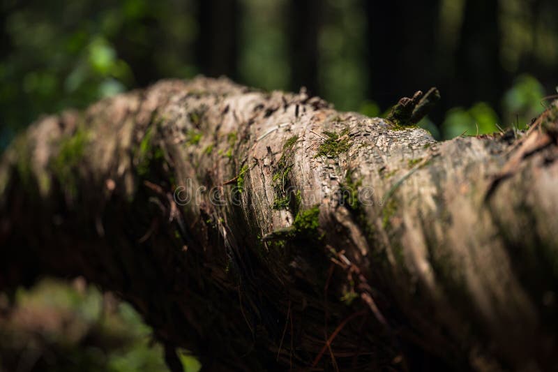 Large Branch of a Tree, Adorned with Moss in the Forest Stock Image ...