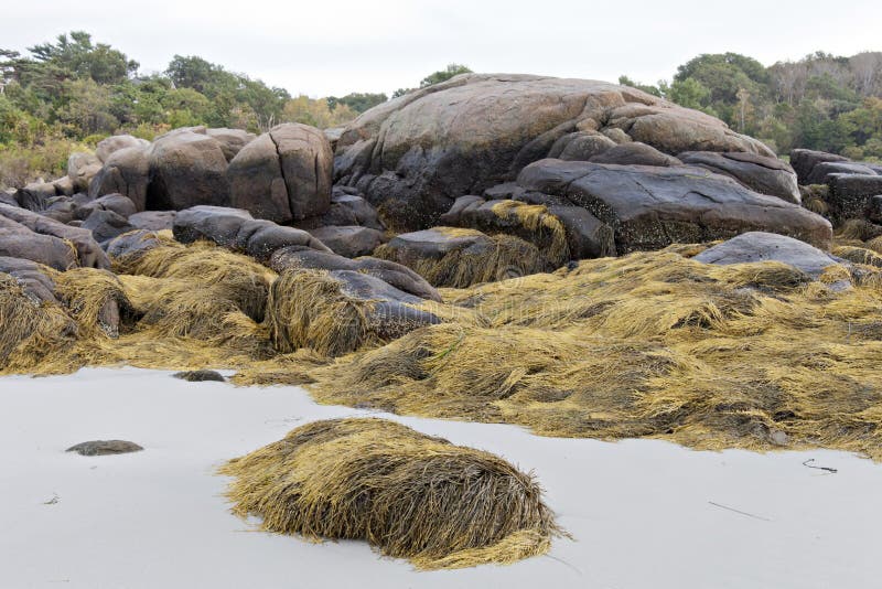 Large Moss Covered Rocks on a Sandy Beach. Stock Photo - Image of ...