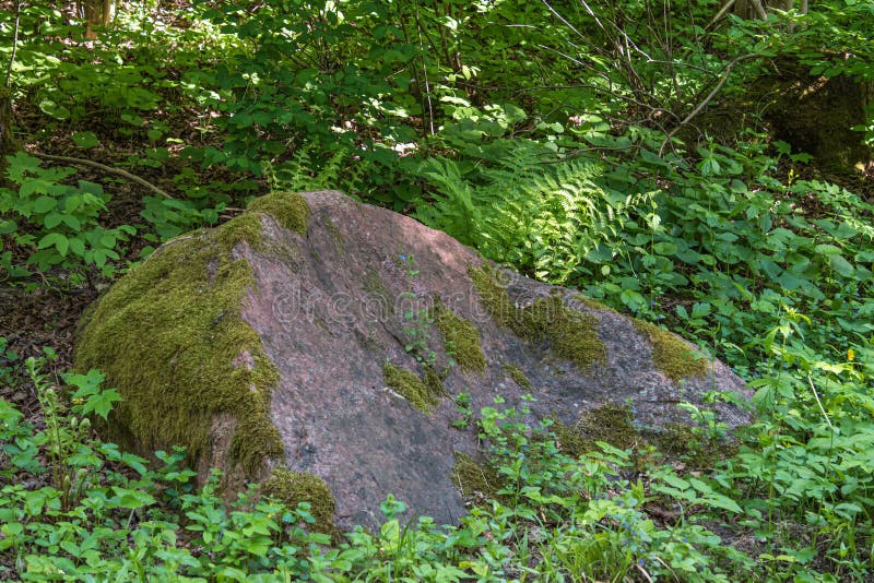 A Large Moss-covered Stone in a Forest Stock Image - Image of mountain ...