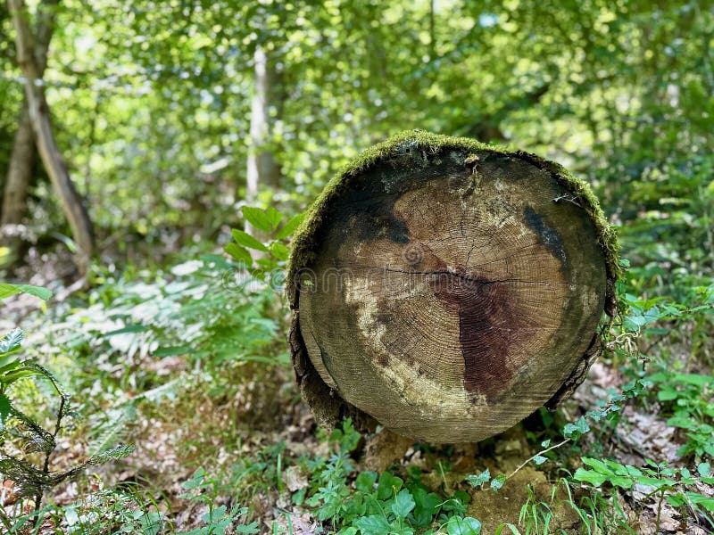 Large Moss-Covered Tree Stump with Visible Tree Rings in a Sunlit Dense ...