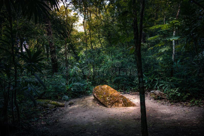 Large Mossy Rock in a Forest Setting, the Ancient Maya Ruins in Tikal ...