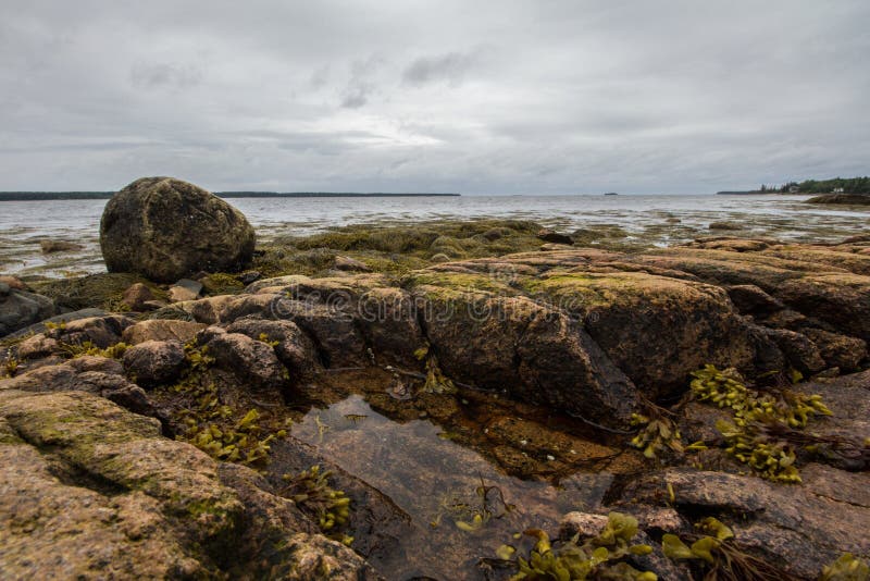 Mossy horizon stock photo. Image of grass, detail, macro - 46440420