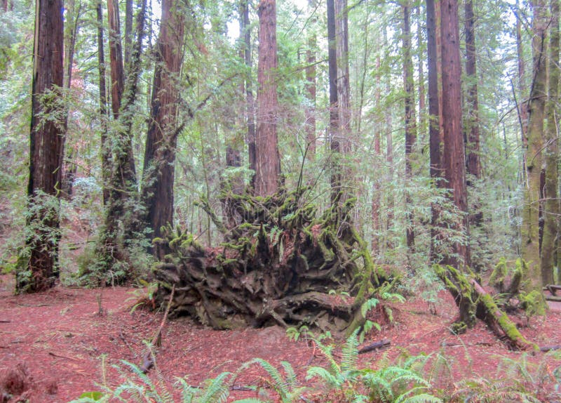 Large Mossy Tree Root in the Forest Stock Image - Image of spruce ...