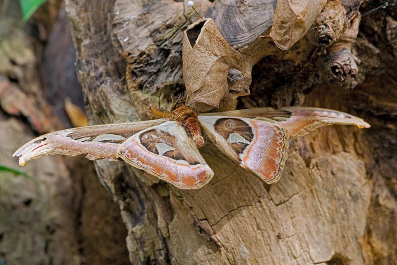 Large Moth Attacked on a Log Stock Photo - Image of macro, spring ...