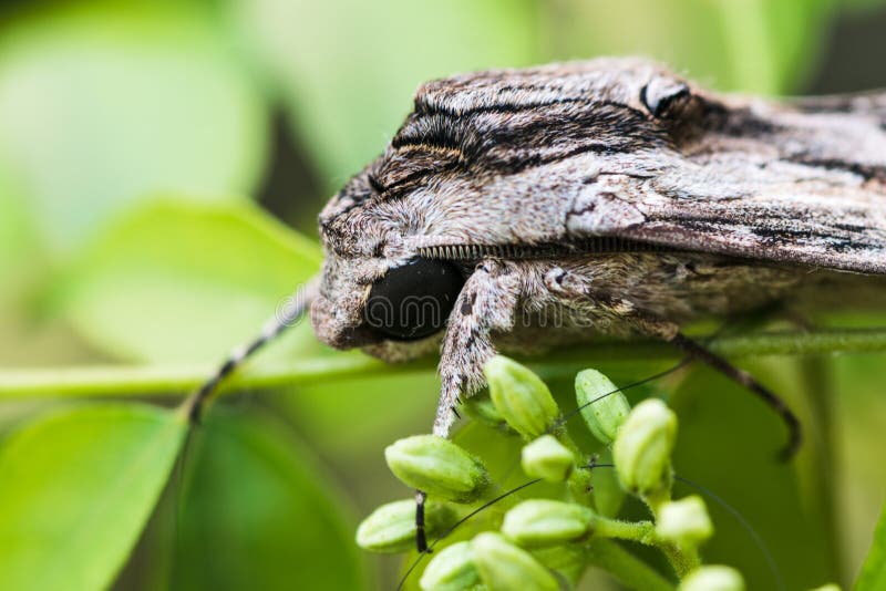 Large Moth stock image. Image of moth, creature, isolated - 88514375