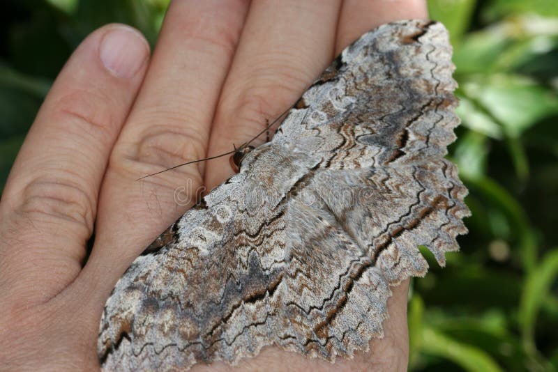 Large moth on a hand stock image. Image of travel, insect - 1109379