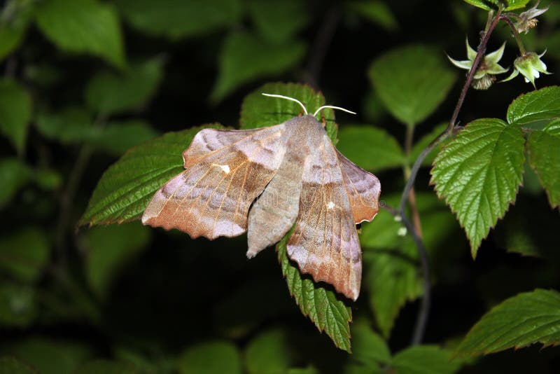 A large moth on the leaves stock photo. Image of delicate - 60914930