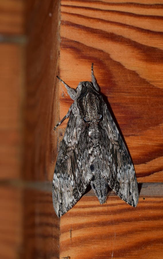Large Moth Pine Hawk Moth Close-up Stock Image - Image of wildlife ...