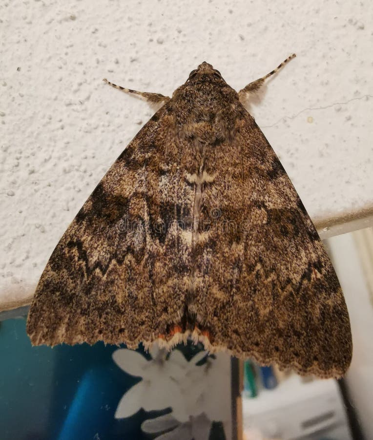 A large moth. stock image. Image of beautymoth, nature - 192051801