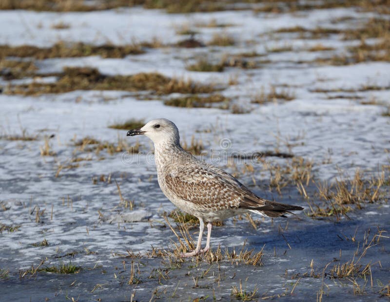 Large Mottled Seagull on Snow-covered Ice Stock Photo - Image of ...