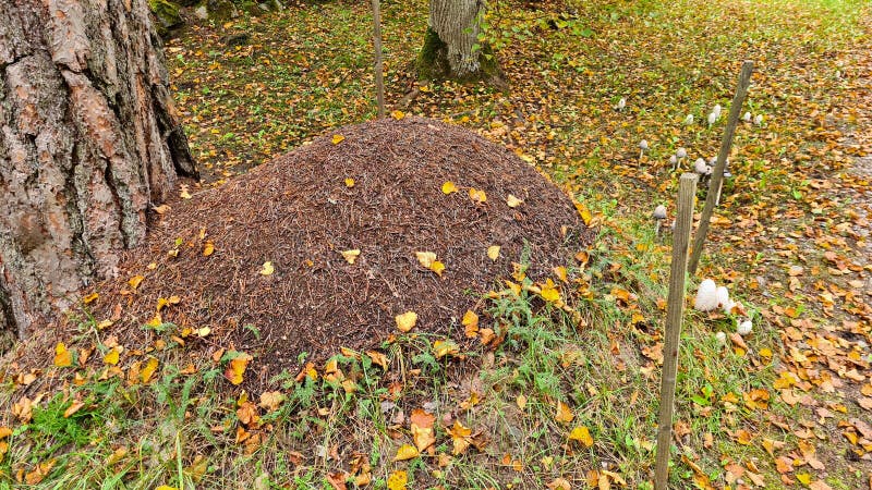 Large Mound of an Anthill Next To Pine Tree in the Forest in Autumn ...
