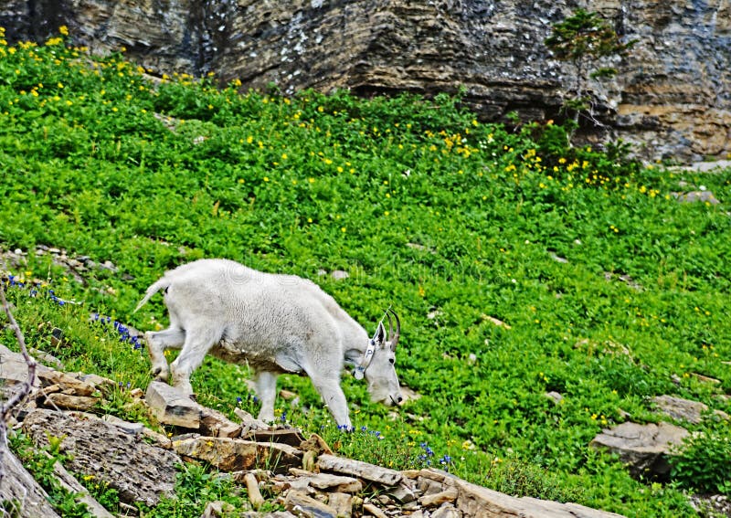 Large Mountain Goat Feeds Off Green Grass. Stock Photo - Image of ...