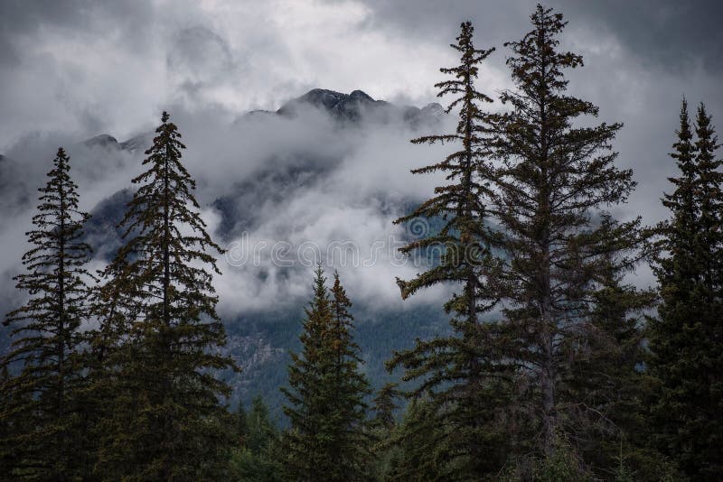 Large Mountain Stands Hidden Behind a Conifer Forest and Shrouded in ...