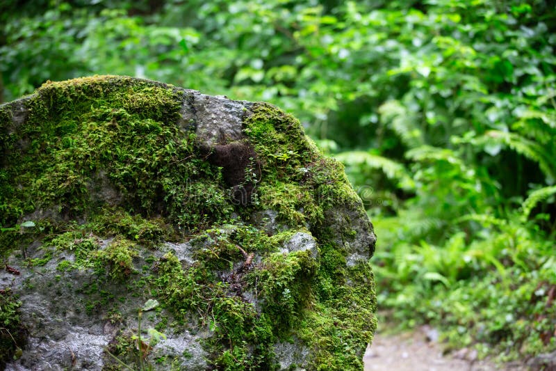 A Large Mountain Stone Overgrown with Moss Stock Image - Image of ...
