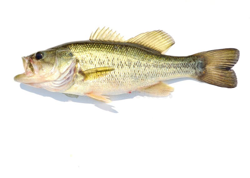 Largemouth Bass White Background Stock Photos - Free & Royalty-Free ...