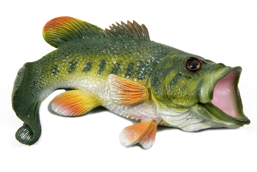 Large Mouth Bass stock photo. Image of largemouth, studio - 5606312