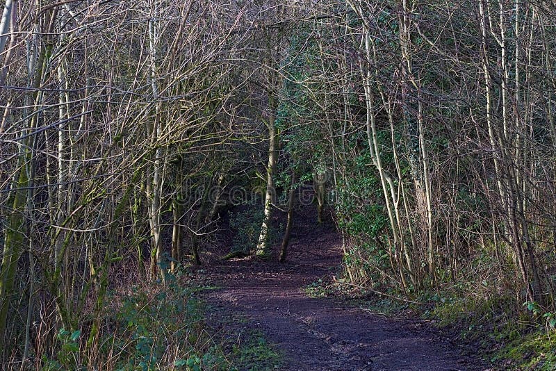 Mud Path in a Forest with Trees Stock Image - Image of decaying ...