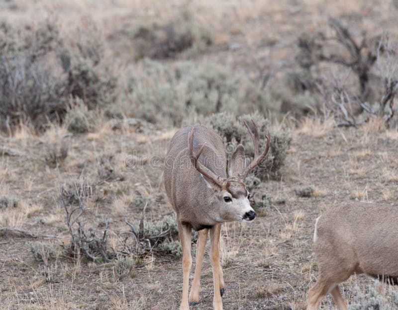 Large Mule Deer Buck Picks Up on Scent Stock Image - Image of hemionus ...