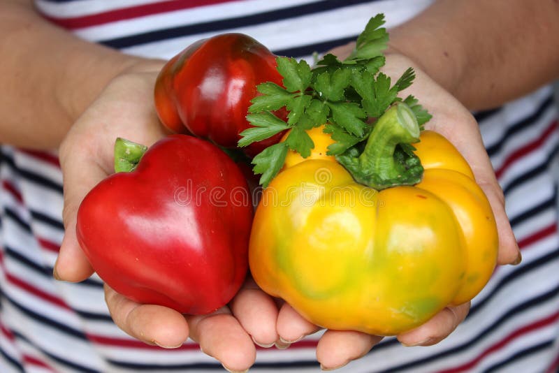 Large Multi-colored Bell Peppers in Female Palms. Stock Image - Image ...