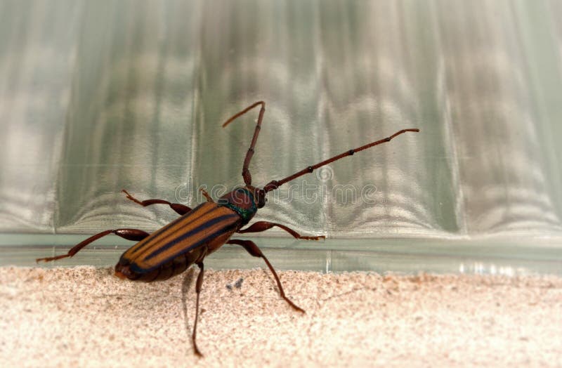 Large multi-coloured bug stock photo. Image of insect - 111155780