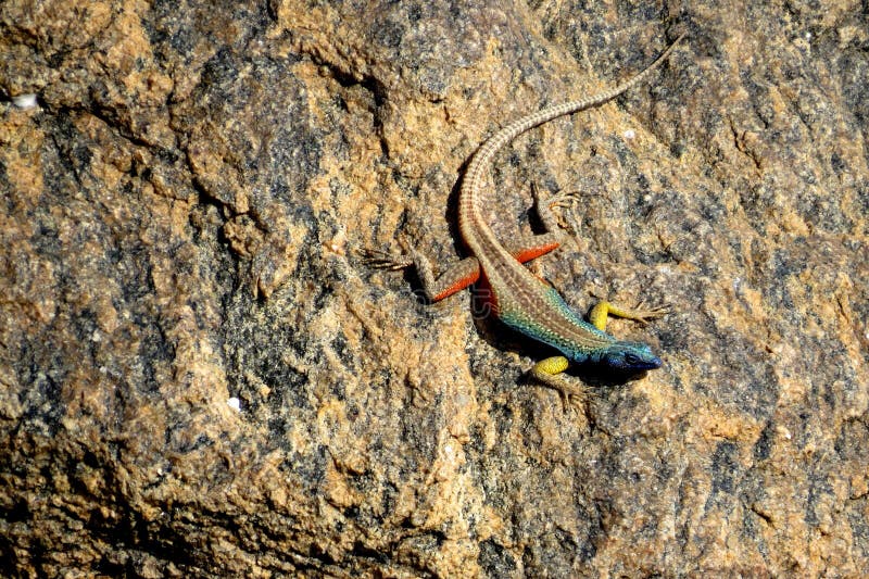 Large Multi-colored Lizard Sitting on a Stone Stock Photo - Image of ...