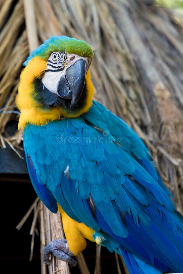 Large Multi-colored Parrot Ara Sits on a Branch on the Background of ...