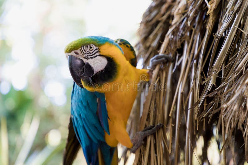 Large Multi-colored Parrot Ara Sits on a Branch on the Background of ...