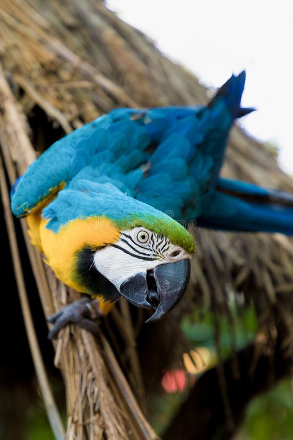 Large Multi-colored Parrot Ara Sits On A Branch On The Background Of ...