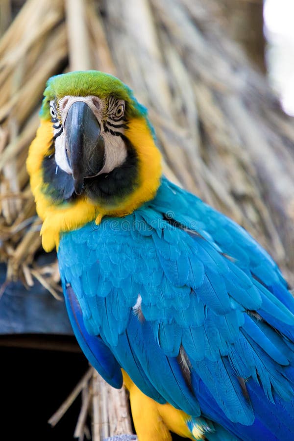 Large Multi-colored Parrot Ara Sits on a Branch on the Background of ...