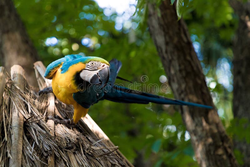Large Multi-colored Parrot Ara Sits on a Branch on the Background of ...