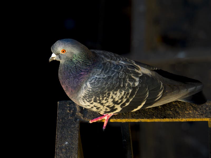 Pidgeon Edge Stock Photos - Free & Royalty-Free Stock Photos from ...