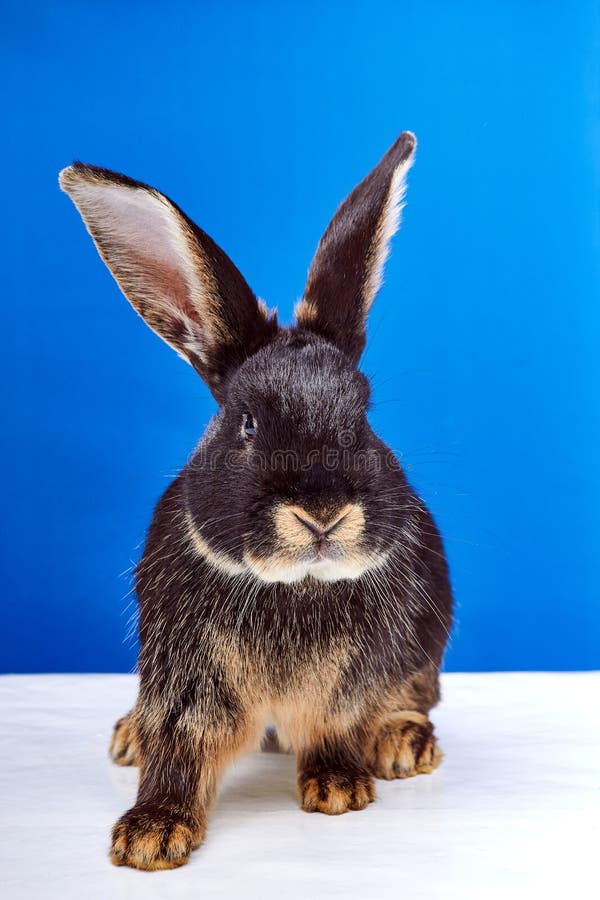Large Multi-colored Rabbit Sitting on a Blue Background Stock Image ...