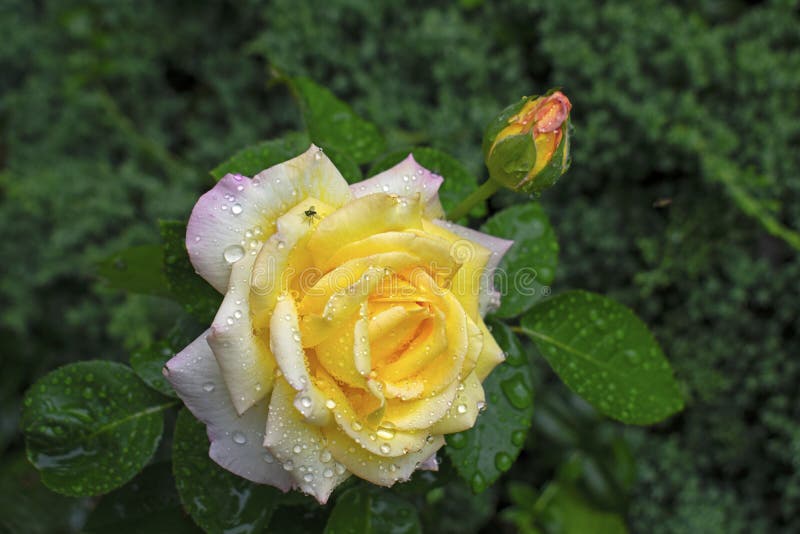 Large, Multi Colored Rose with Bud -10 Stock Photo - Image of outdoors ...