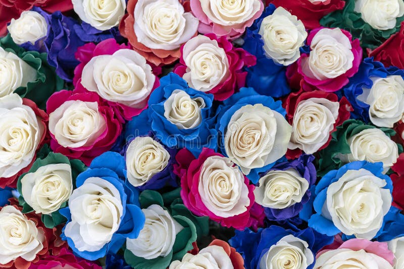 Beautiful Large Multi-colored Roses. Stock Photo - Image of bloom ...
