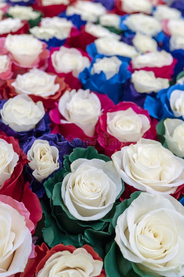 Beautiful White, Red, Blue, Green Roses. Big Bouquet. Stock Image ...