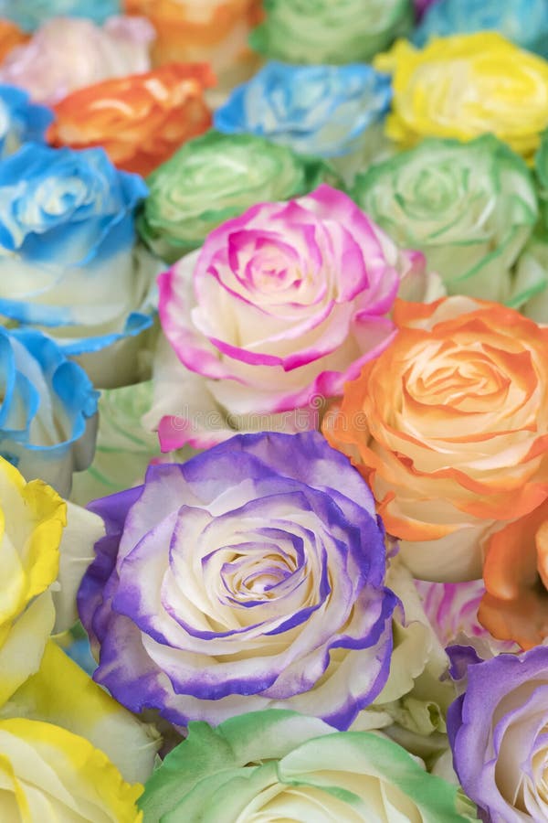 Large Multi-colored Roses Background. Copy Space. Stock Photo - Image ...