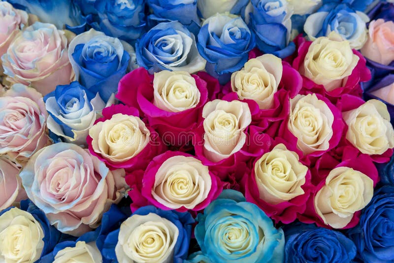 Large Multi-colored Roses Background. Stock Photo - Image of bouquet ...