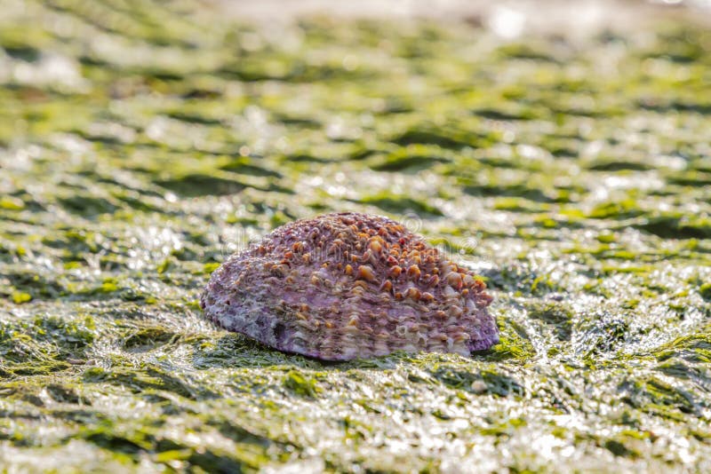 Large Multi-colored Sea Shell Lying on the on Green Algae at Low Tide ...