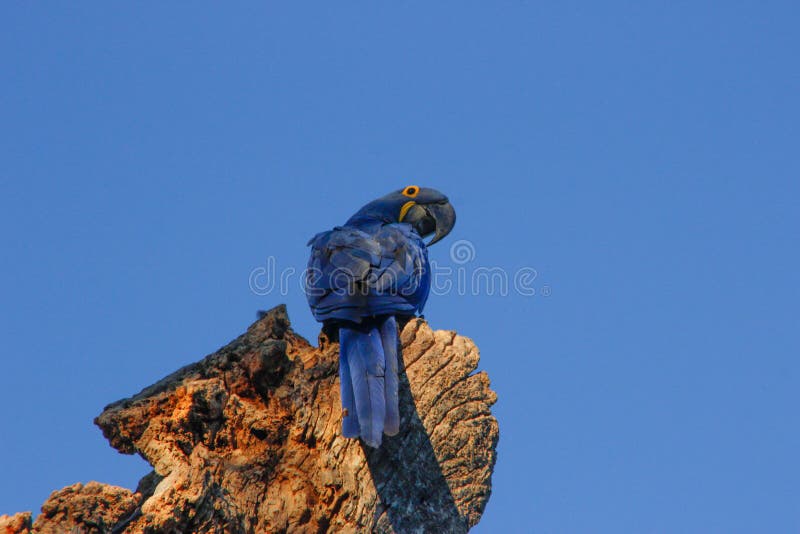 Large Multi-colored Talking Macaw Ara Parrot in the Rainforest of ... Large Multi-colored Talking Macaw Ara Parrot in the Rainforest of ...