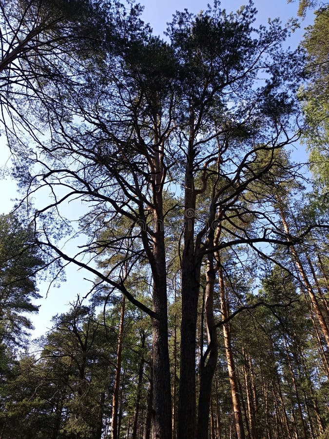 A Large Multi-stemmed Pine Tree in the Forest. Stock Image - Image of ...
