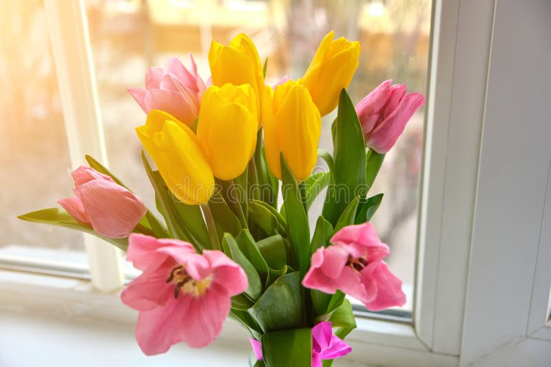 Large Multicolored Tulips on a White Window Stock Image - Image of ...