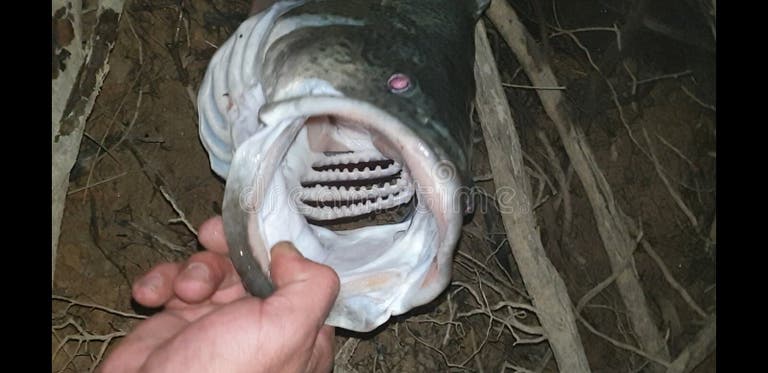 A large Murray Cod stock image. Image of water, murray - 207526565