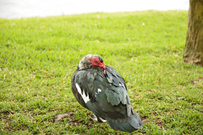 Large Muscovy Drake Preens His Feathers Stock Photo - Image of criollo ...