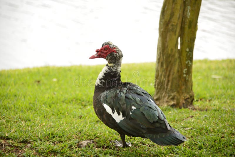 Large Muscovy Drake Stands in the Sunshine Stock Image - Image of ...