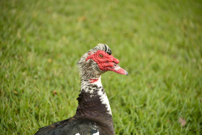 Large Muscovy Drake Up Close Stock Photo - Image of ducks, people ...